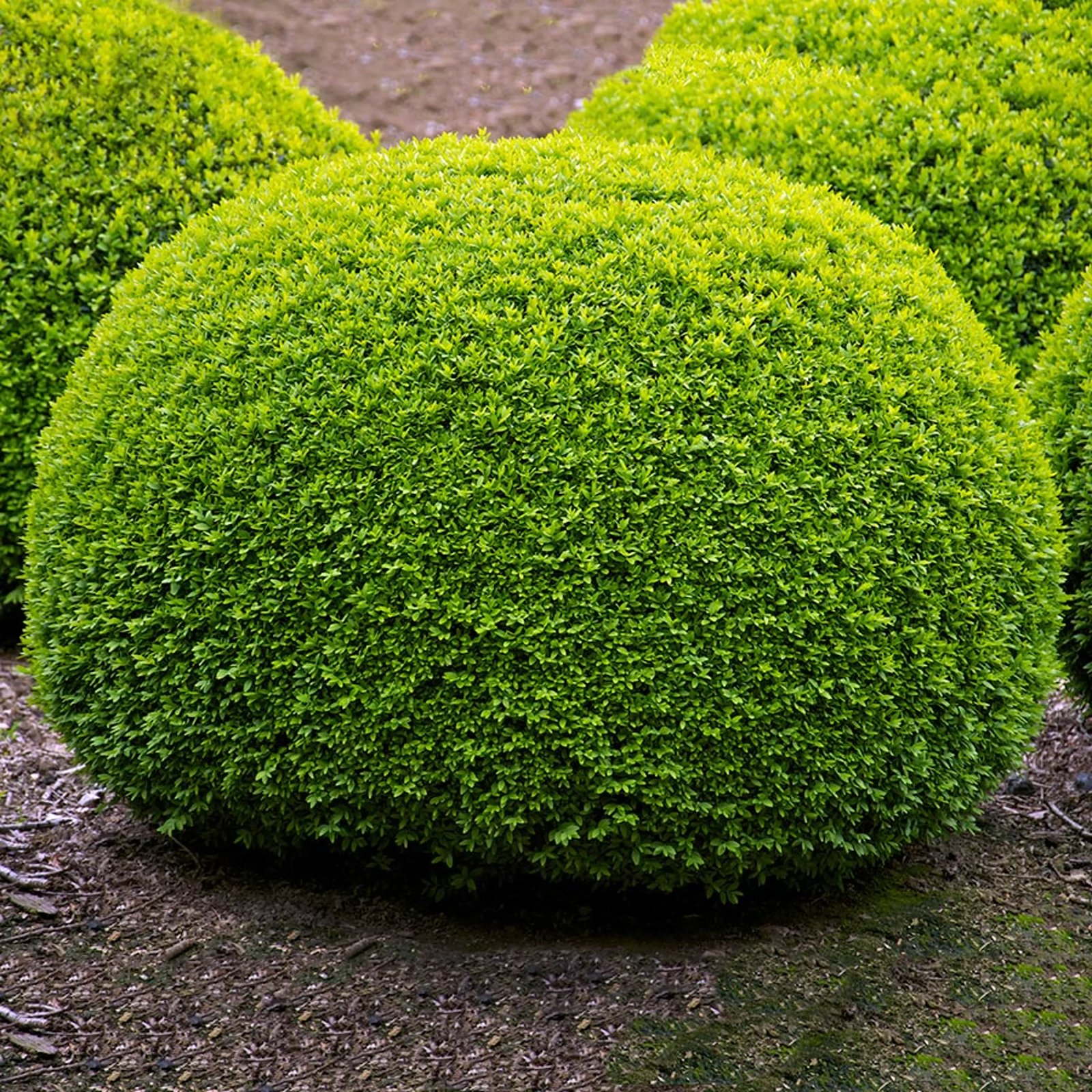 Buskar i skugga: 4 sorter som är perfekta för skuggiga lägen - Bygghemma.se