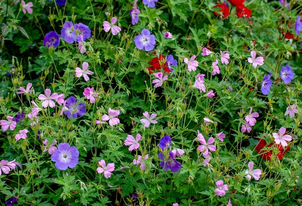 Plantera pion – så gör du för att lyckas! - Bygghemma.se