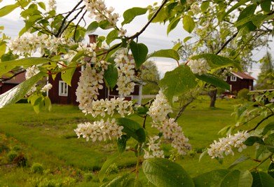 Snabbväxande buskar – 8 olika buskar som ger utmärkt insynsskydd ...