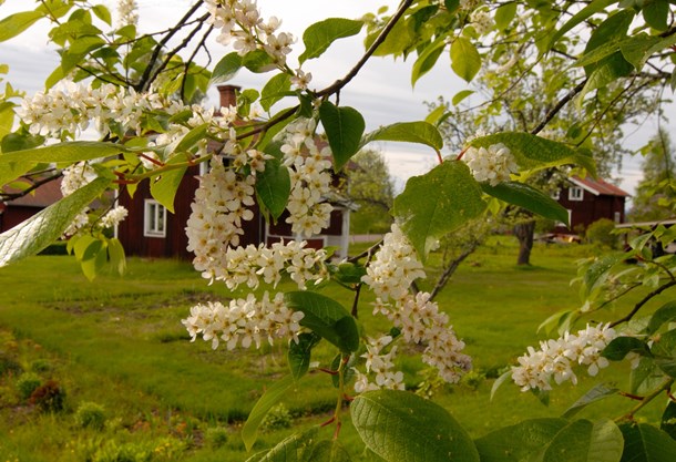 Snabbväxande buskar – 8 olika buskar som ger utmärkt insynsskydd ...