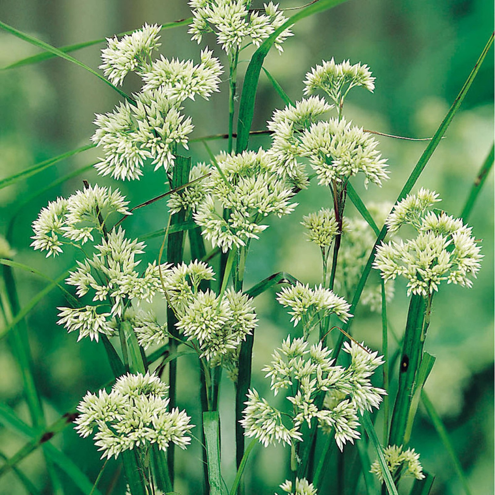 Perenner blommor – 5 sorter som är perfekta till blomsterbuketten ...