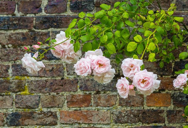 Plantera pion – så gör du för att lyckas! - Bygghemma.se