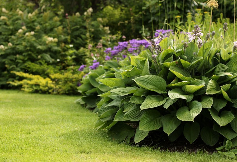 Låga buskar i rabatt: 5 lågväxande trädgårdsbuskar - Bygghemma.se