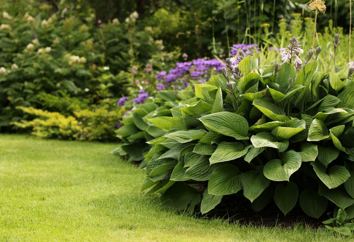 5 blåa perenner med vackra blå blommor - Bygghemma.se