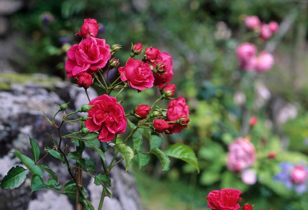 Marktäckande rosor – 6 lättskötta låga rosor som livar upp trädgården ...