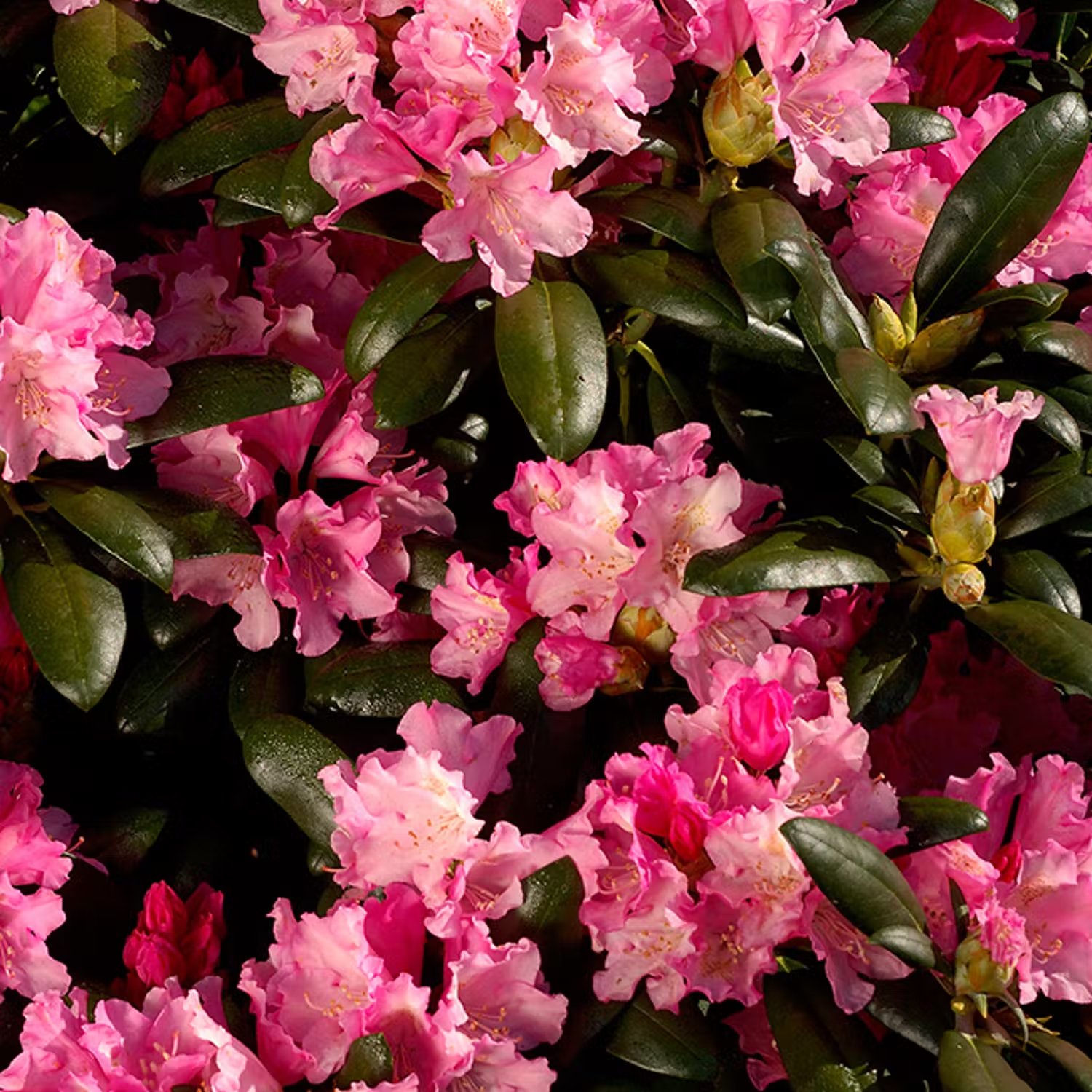 Beskära rhododendron – så klipper och sköter du din rhododendronbuske ...