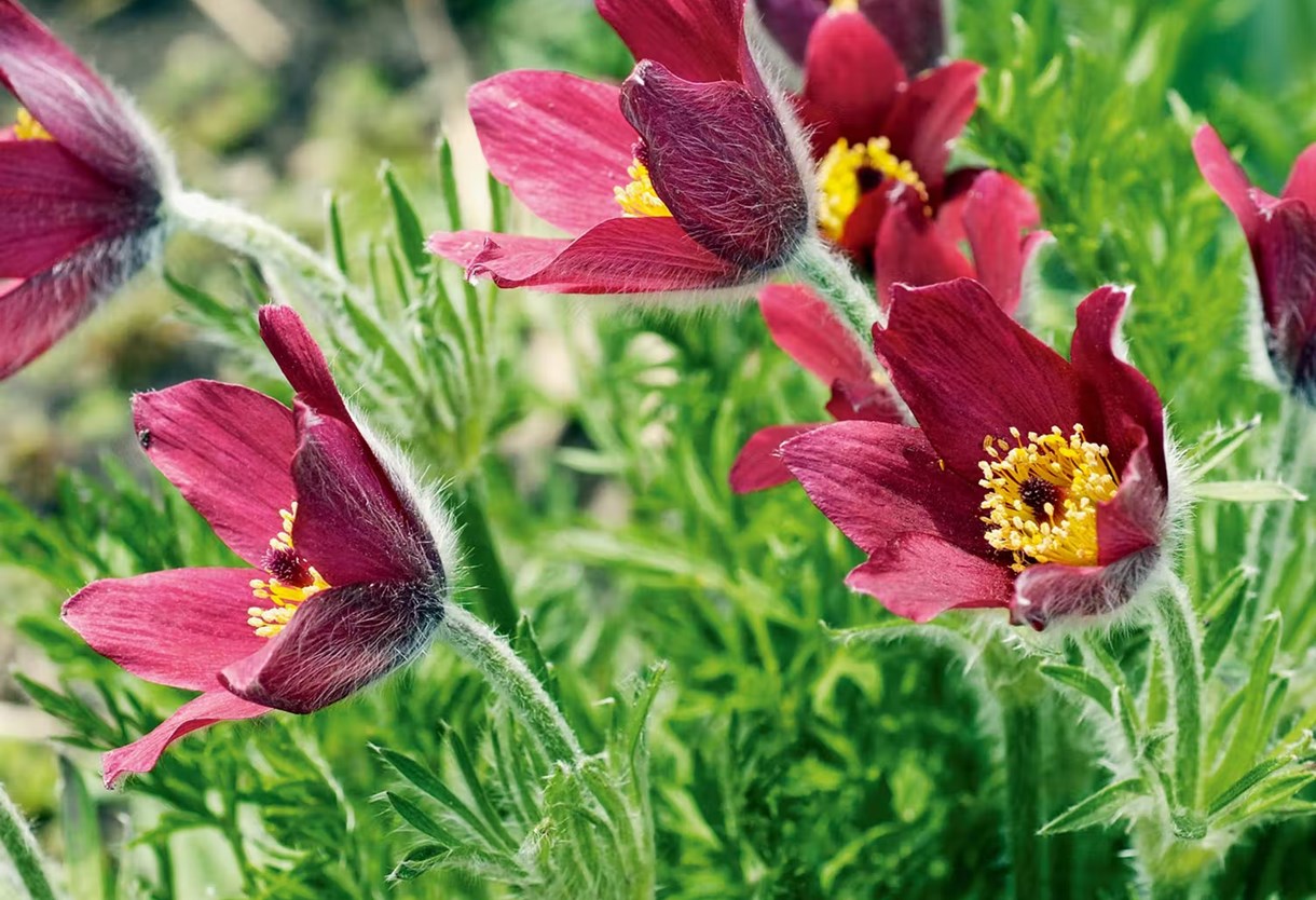Höga perenner – 6 ljuvliga högväxande perenna sommarblommor - Bygghemma.se