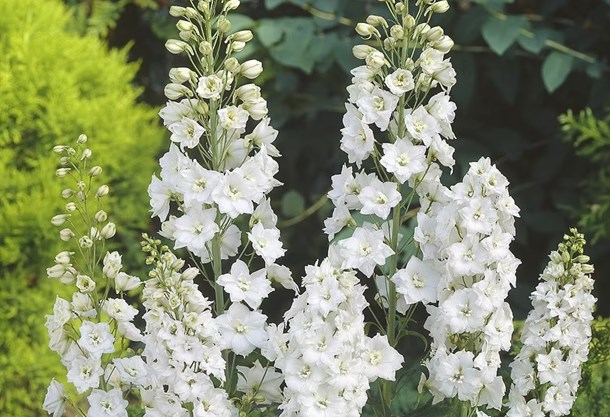 Perenner som blommar länge – njut av en blommande rabatt hela säsongen ...