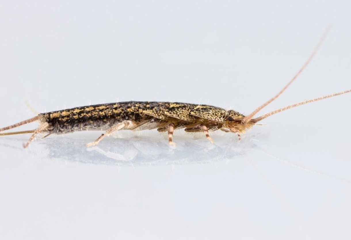 Långsprötad silverfisk – tips på hur du blir av med skadedjuret ...