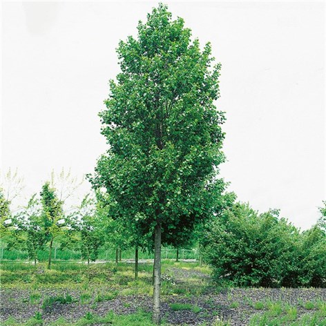 Klibbal 150-200 cm - Prydnadsträd - Växter & plantor - Bygghemma.se